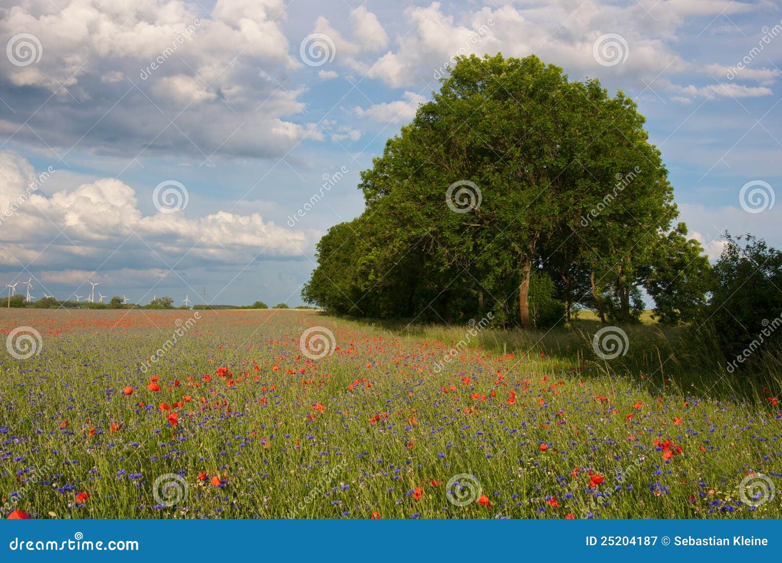 Trees at Field with Flowers Stock Image - Image of green, turbine: 25204187
