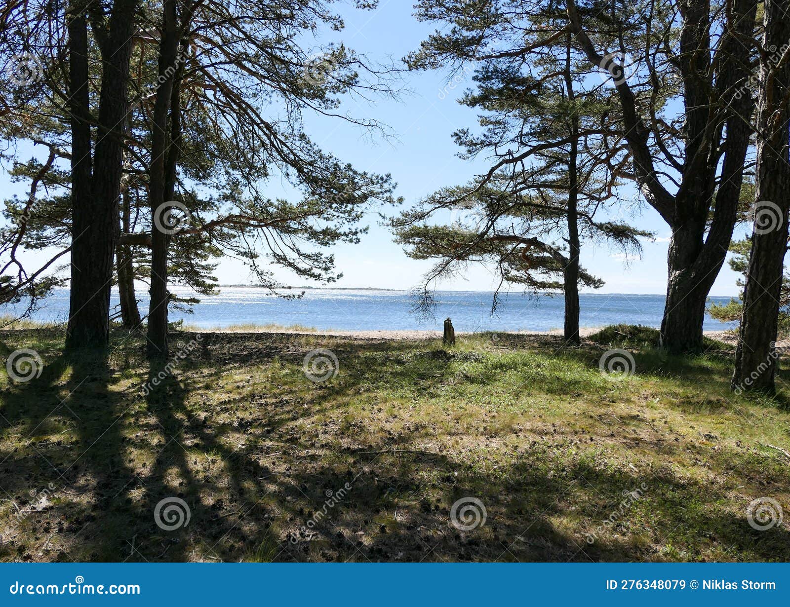 Trees on Field Next To the Sea Stock Image - Image of large, outdoors ...