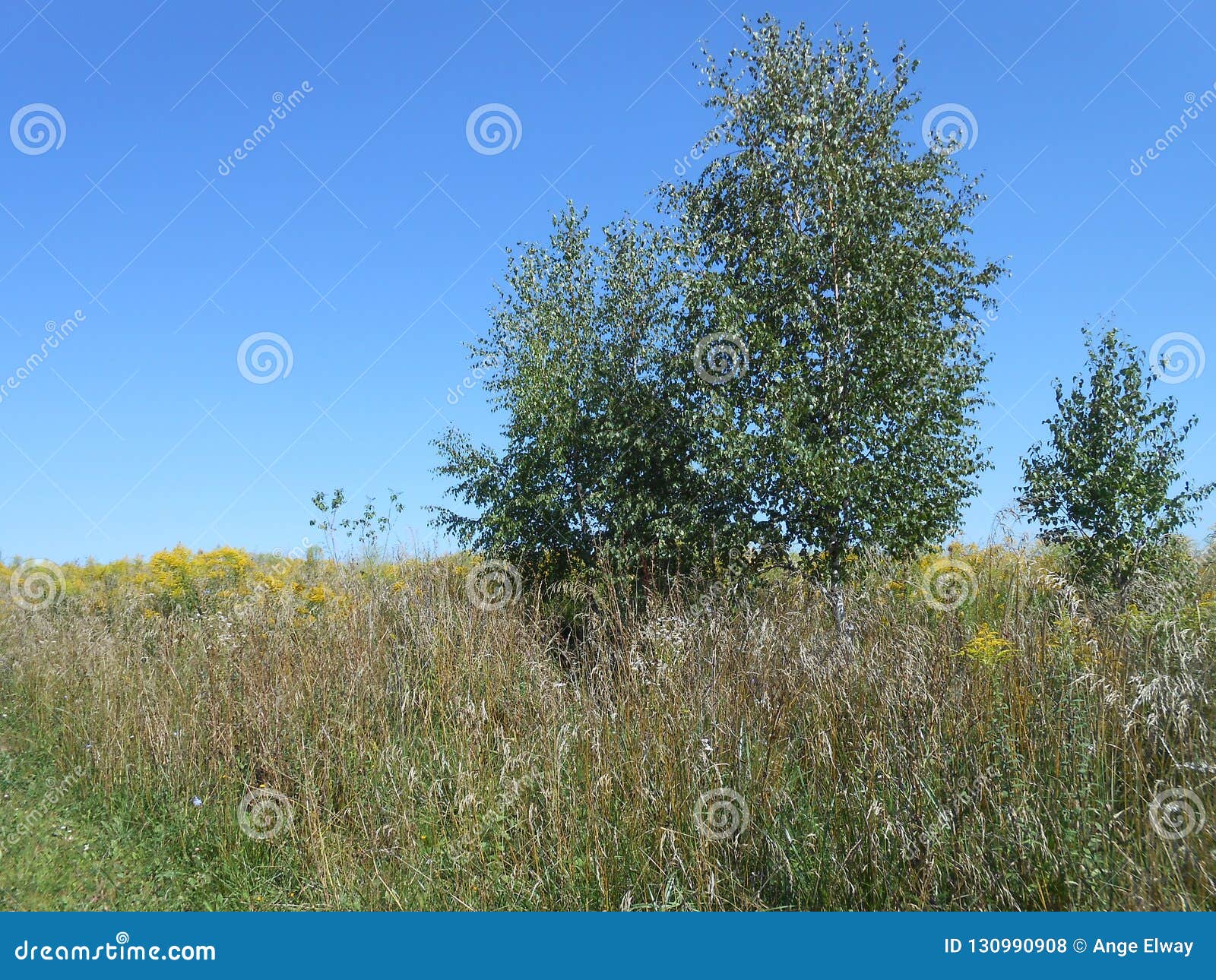 Trees in the field. stock photo. Image of tree, plants - 130990908