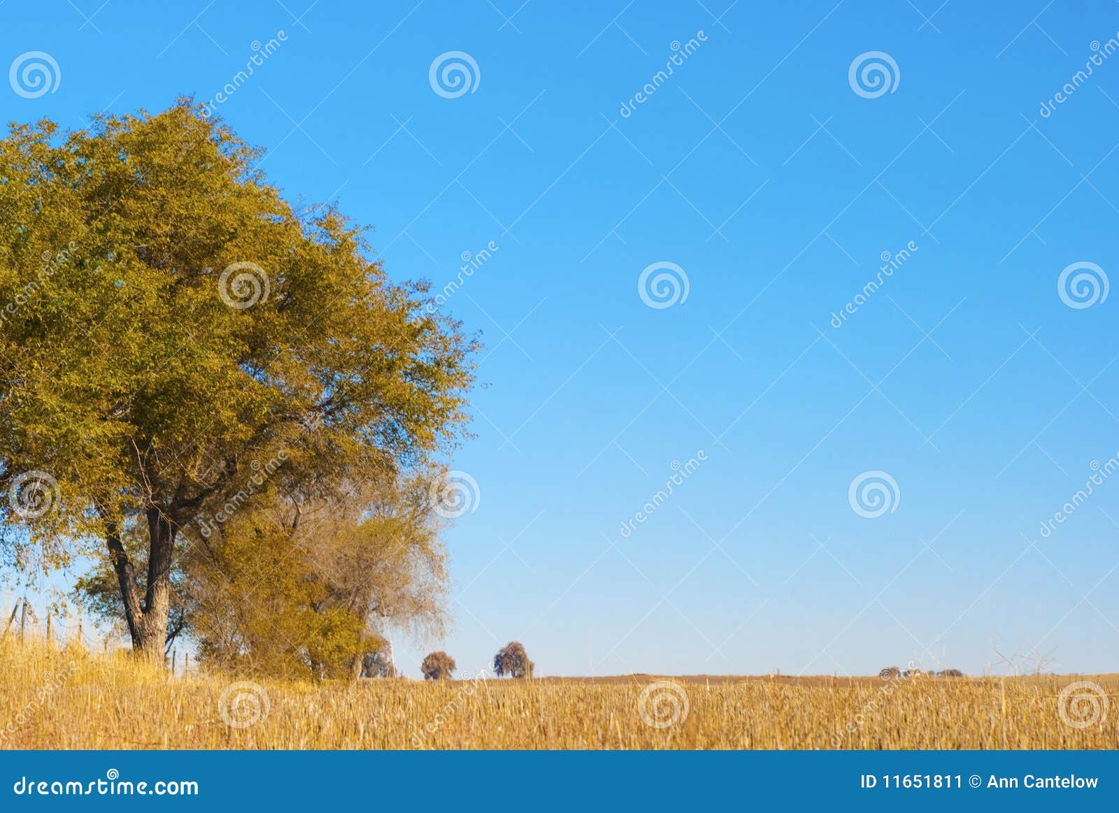 Trees and Field on the Prairie Stock Image - Image of light, clear ...