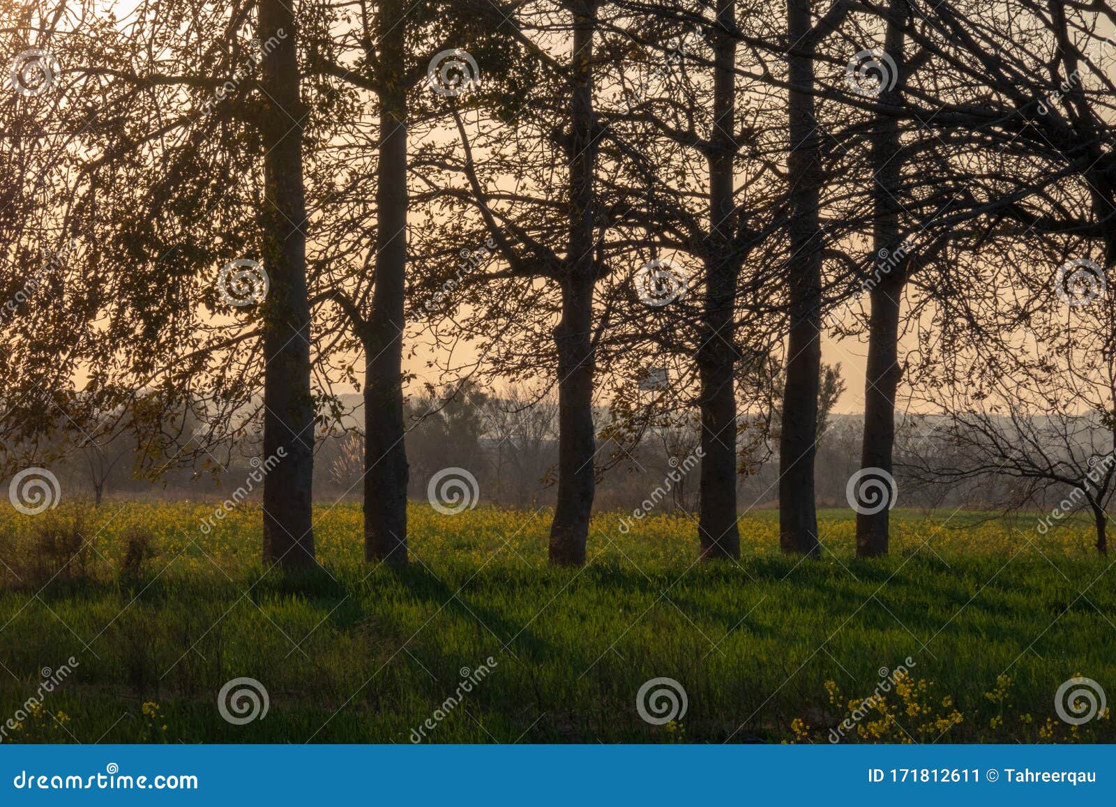 Trees in Fields Casting Shadows at Sunset Stock Image - Image of flower ...