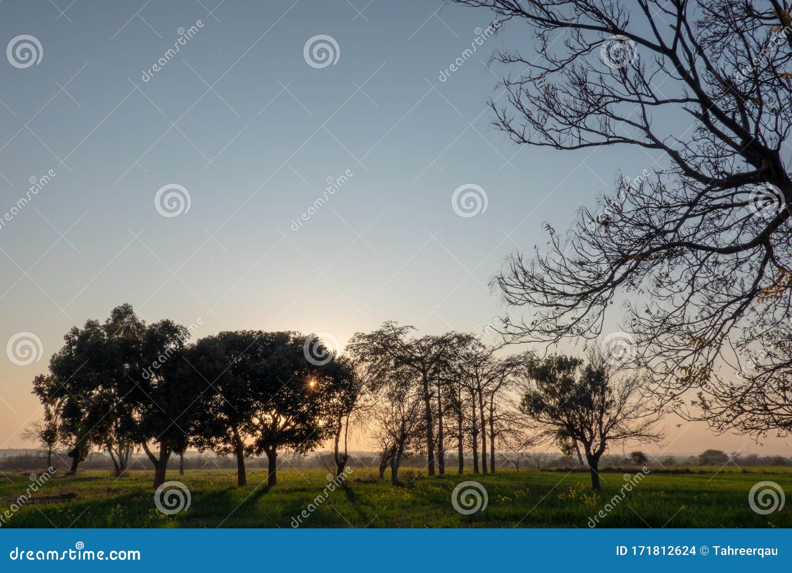 Trees in Fields Casting Shadows at Sunset Stock Photo - Image of farmer ...