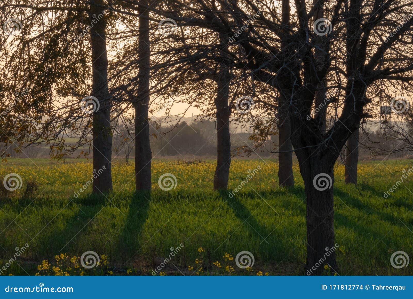 Trees in Fields Casting Shadows at Sunset Stock Photo - Image of grraze ...