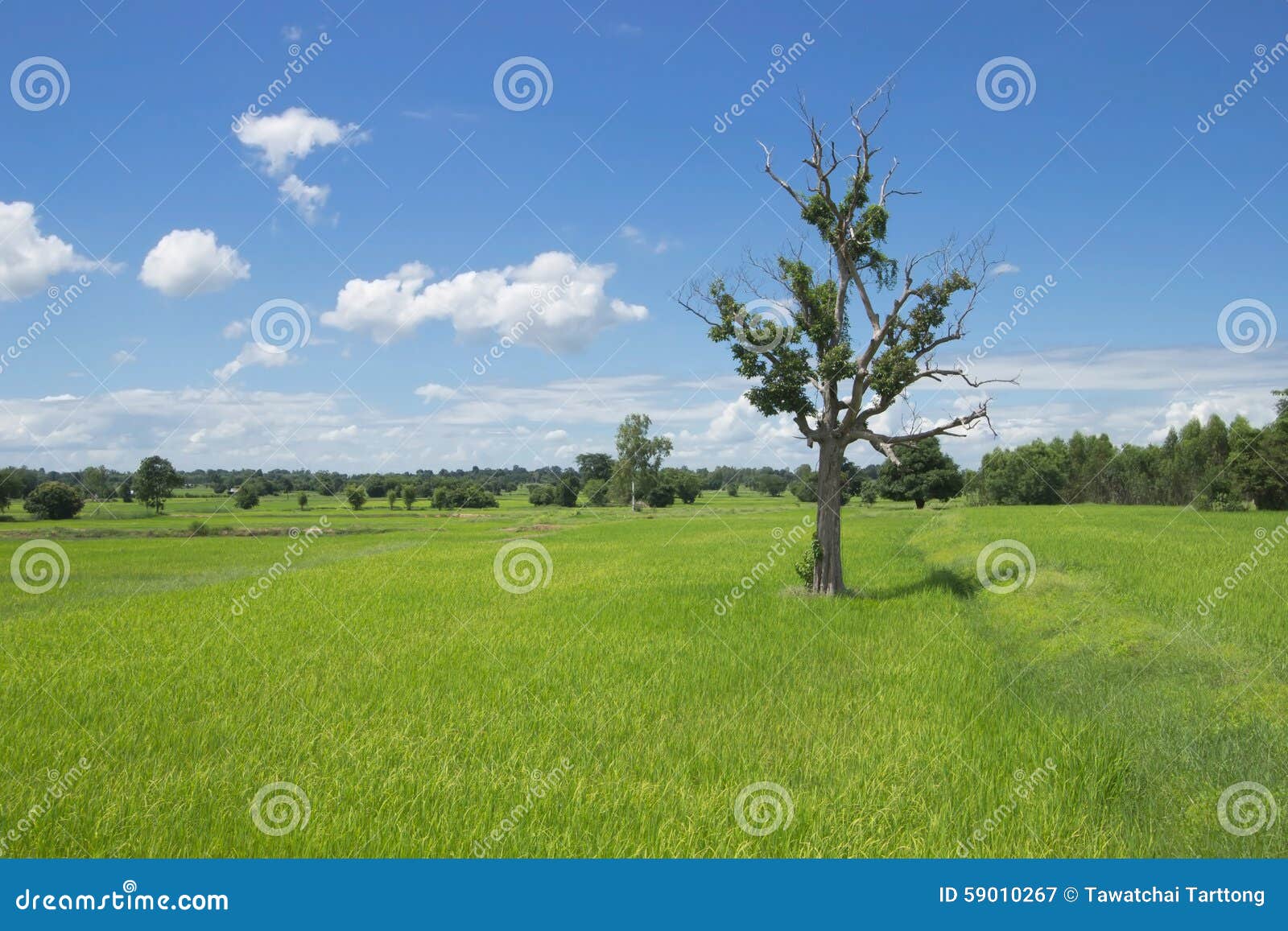 Trees and Fields stock image. Image of season, lawn, green - 59010267