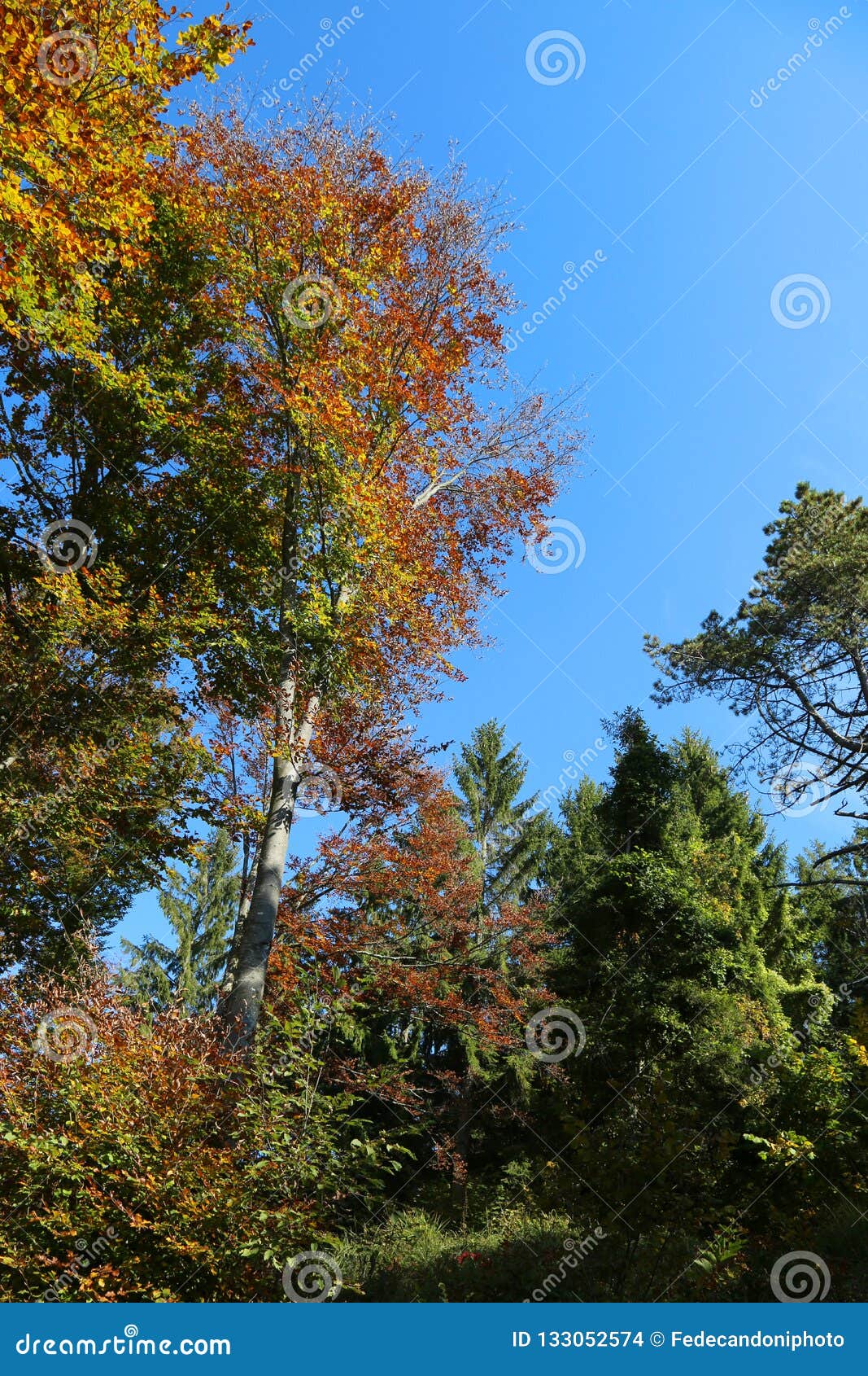 Trees and Fir in the Forest in Autumn Stock Photo - Image of reserve ...