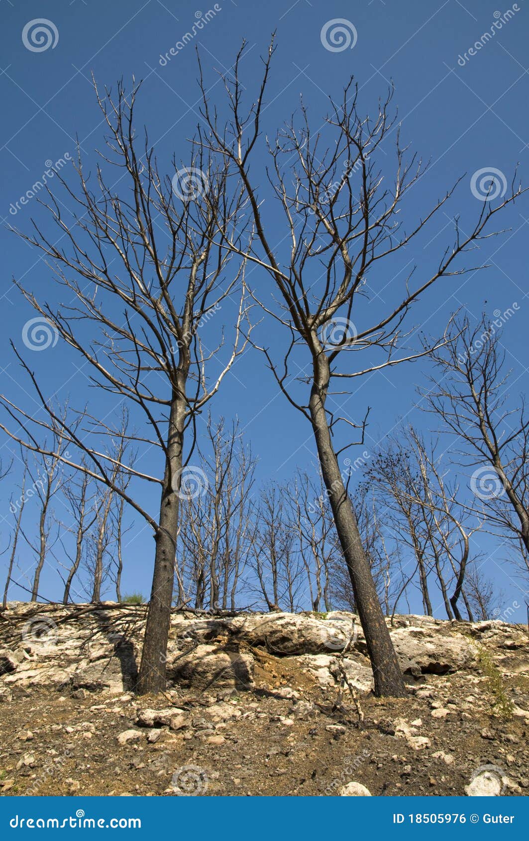 Trees after fire stock photo. Image of singed, fire, stump - 18505976