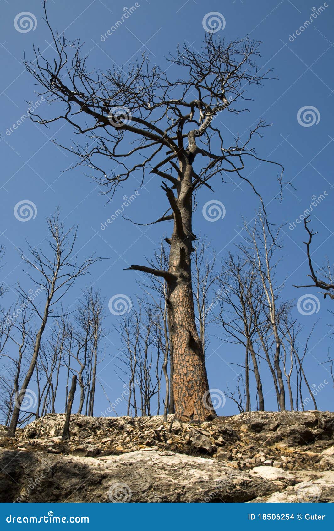 Trees after fire stock photo. Image of ramification, cover - 18506254