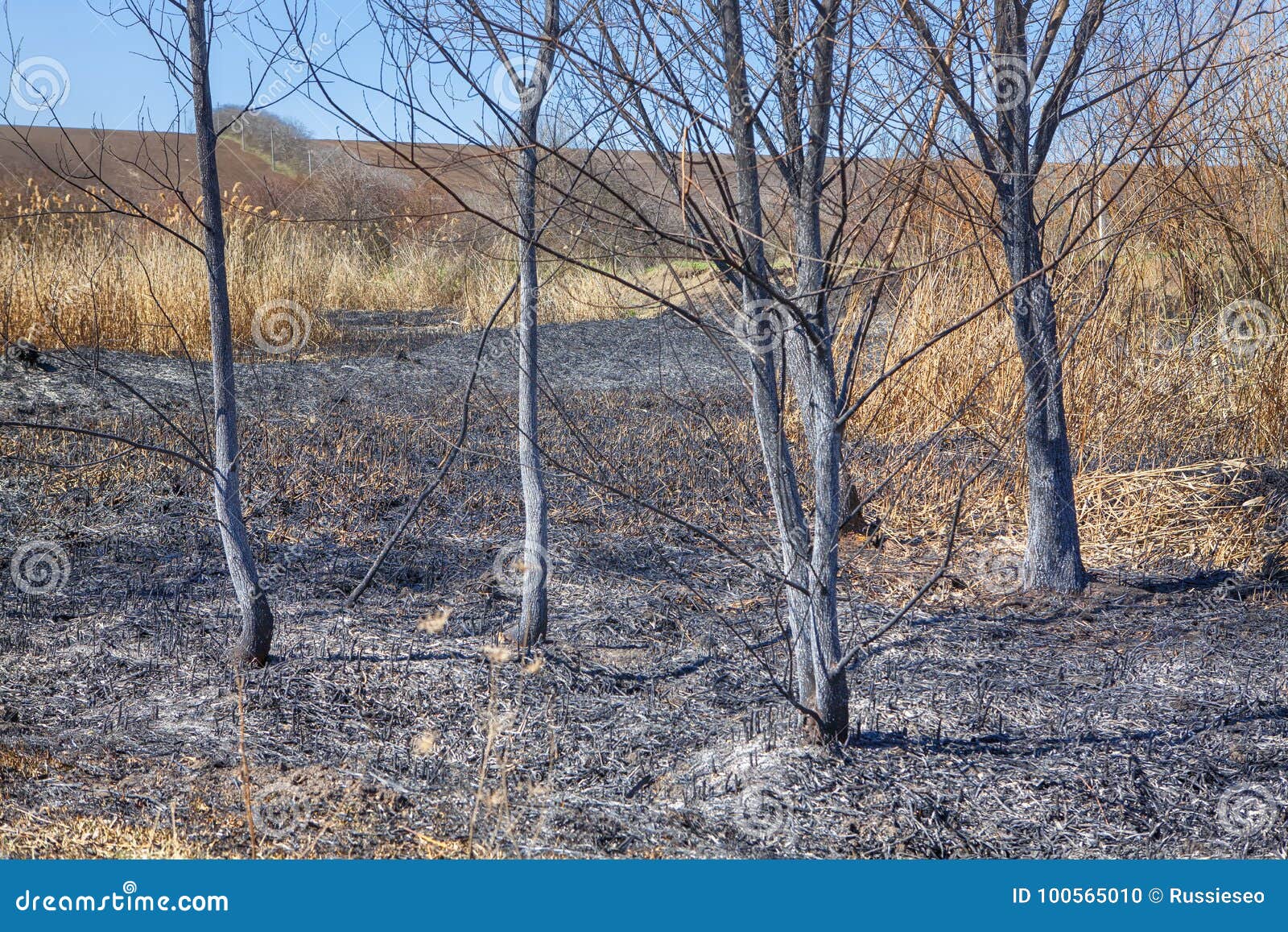 Trees after fire stock photo. Image of nature, dead - 100565010