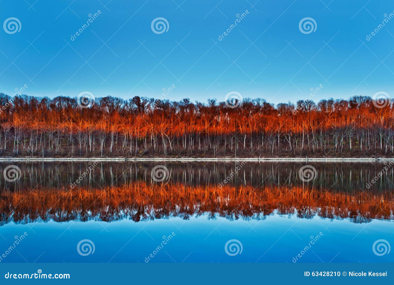 Trees of Fire stock photo. Image of autumn, amelia, nature - 63428210