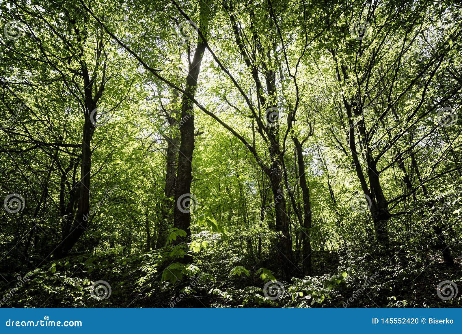 Spring in the forrest stock photo. Image of time, background - 145552420