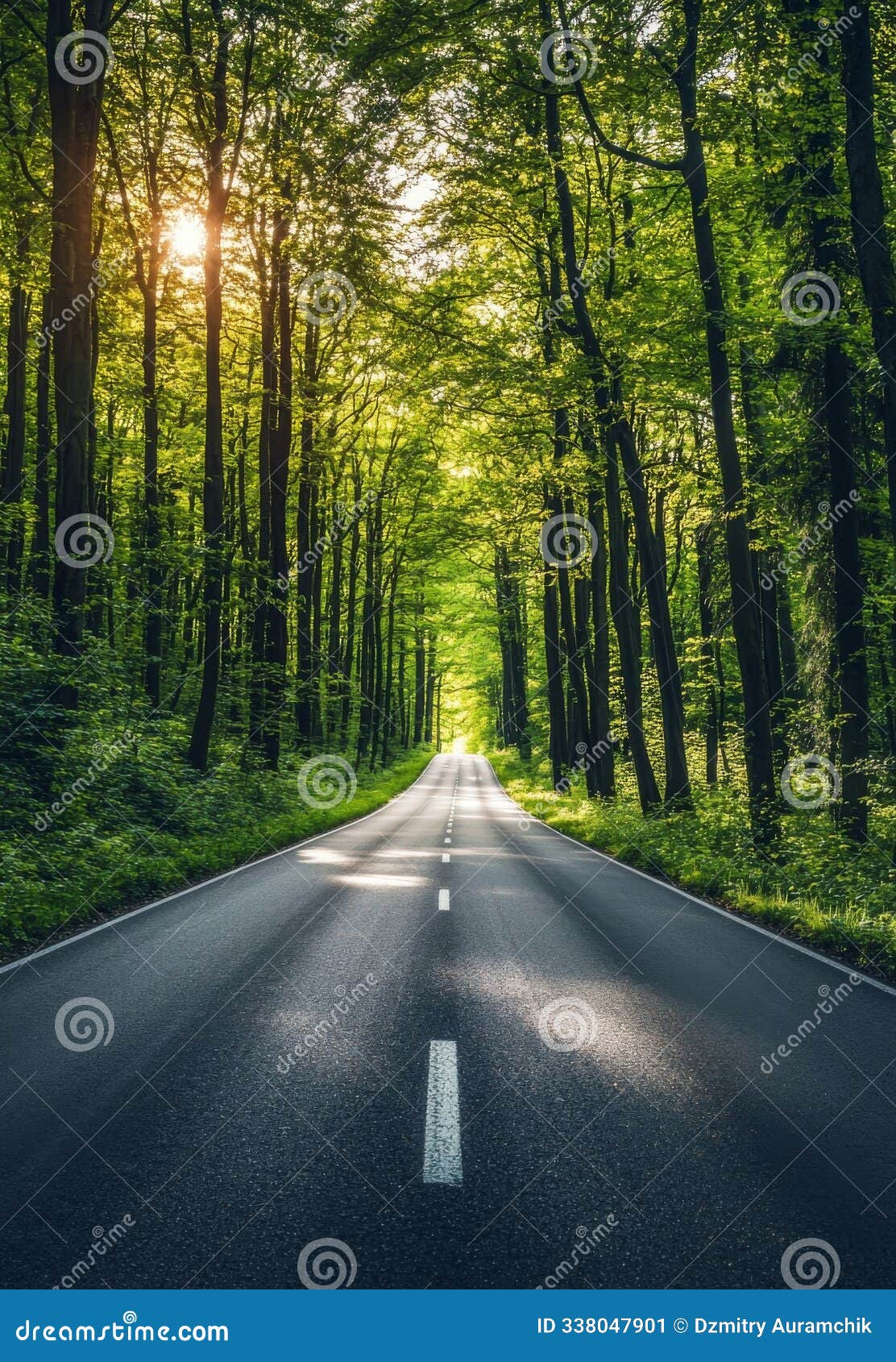 With Trees Flanking it, the Highway Stretched into the Distance Stock ...