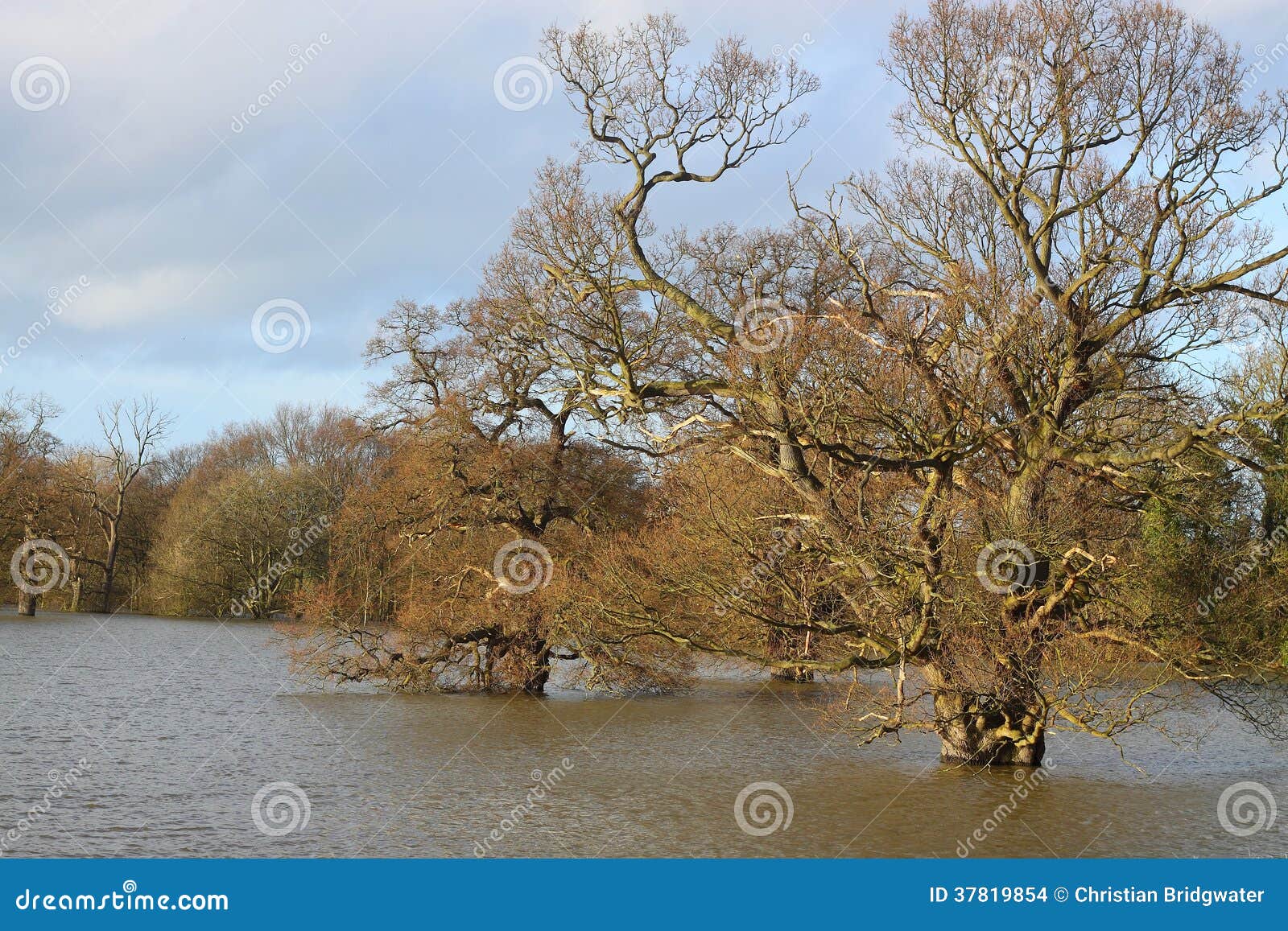 Trees in flood water a stock photo. Image of river, damage - 37819854