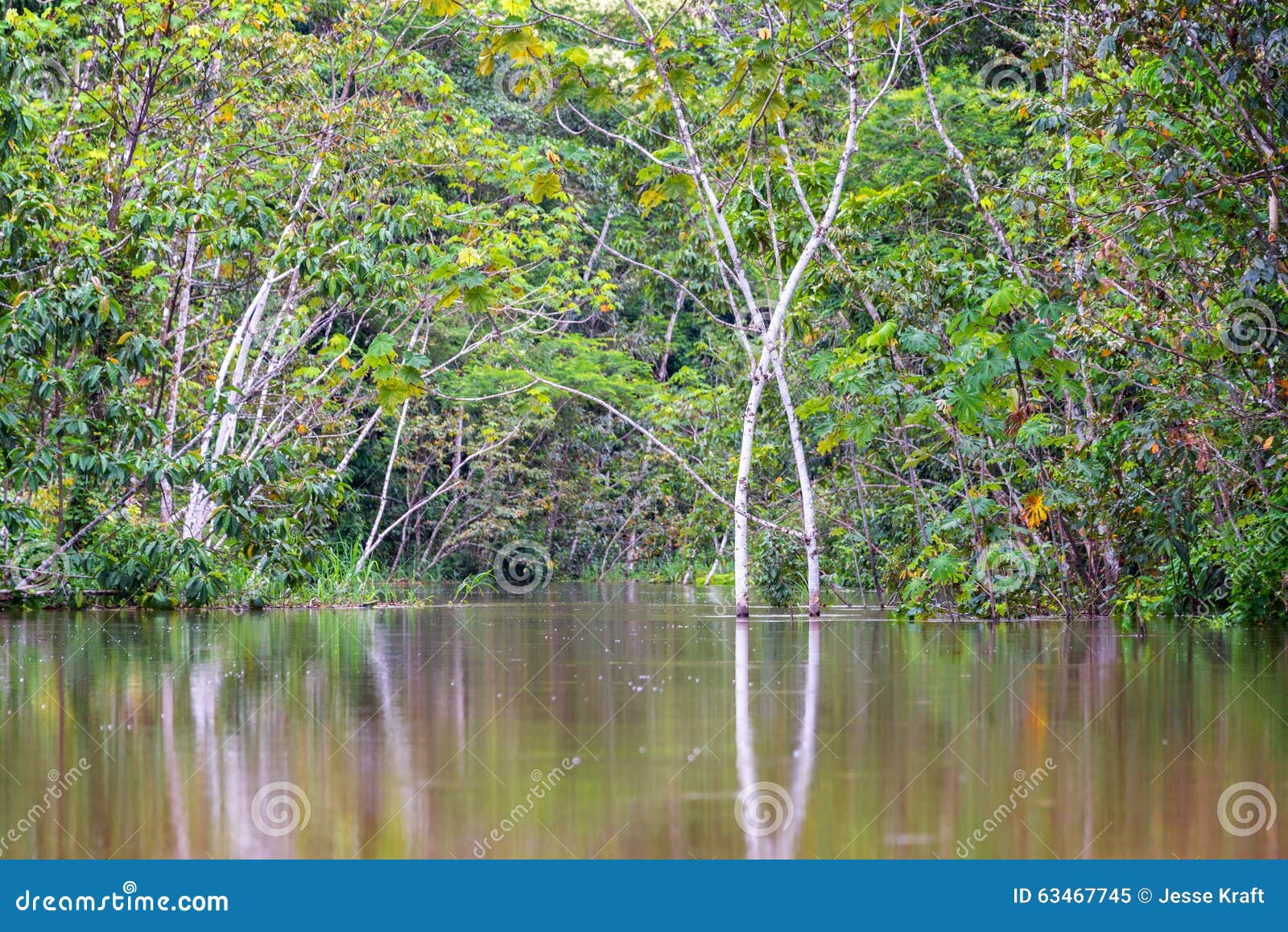 Trees in a Flooded Area stock image. Image of tree, rainforest - 63467745