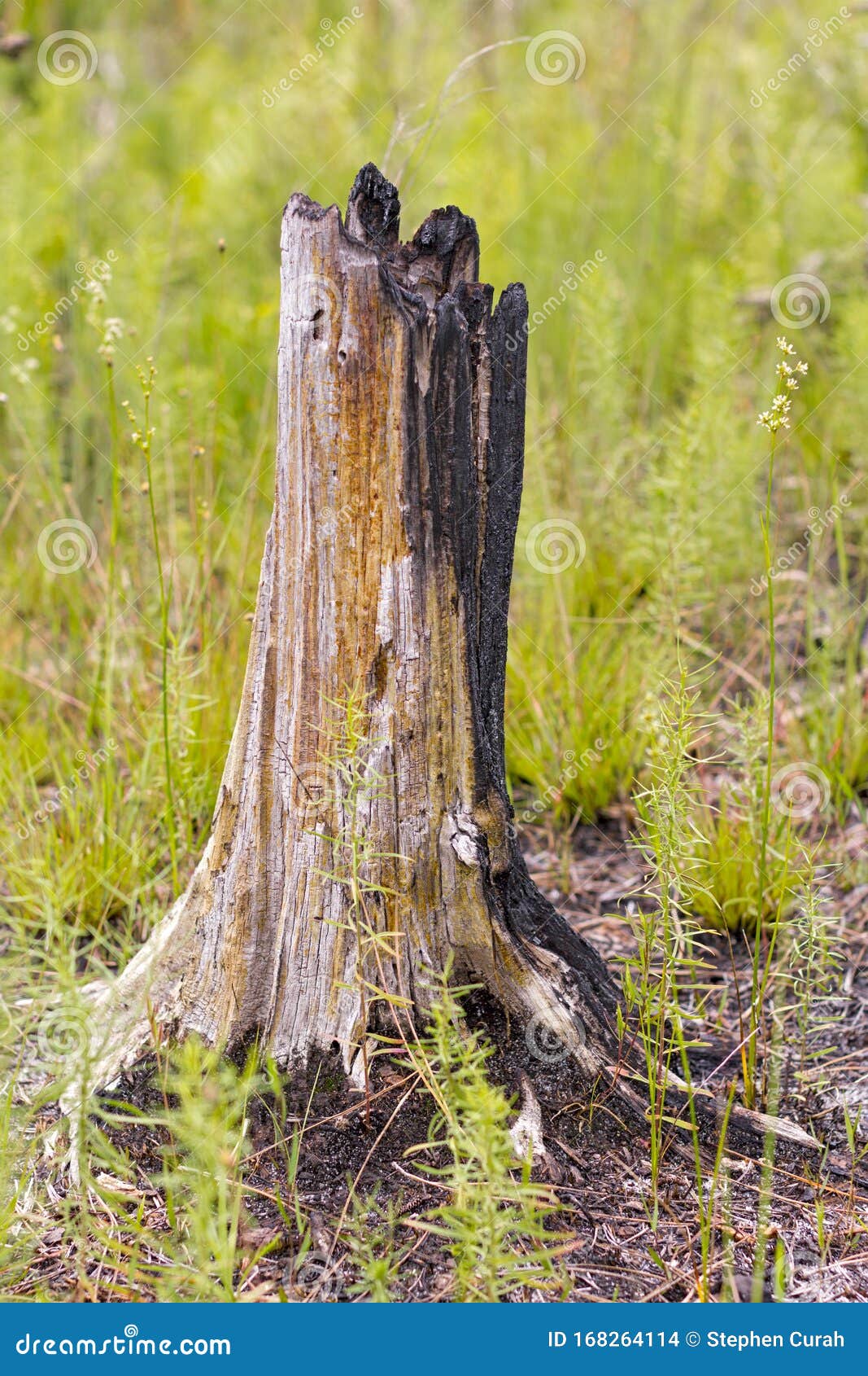 Burnt Tree Stump stock photo. Image of nature, control - 168264114