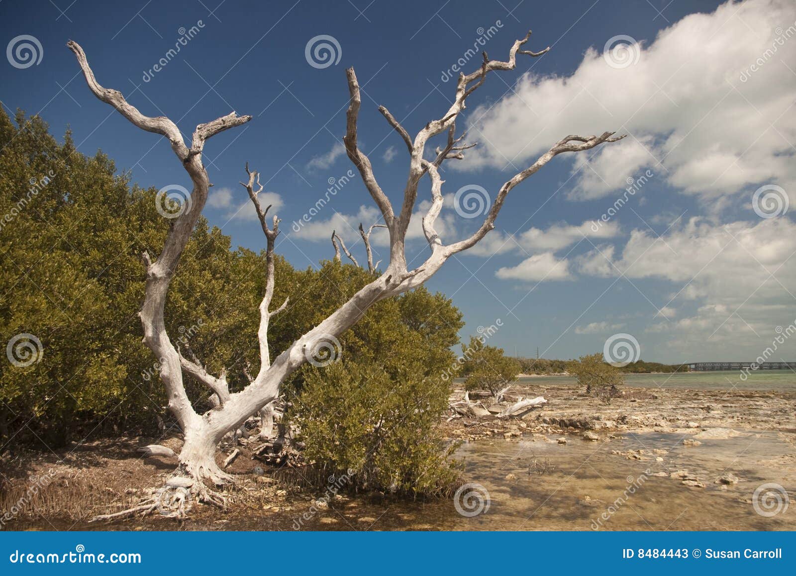 Trees on Florida Key beach stock image. Image of green - 8484443