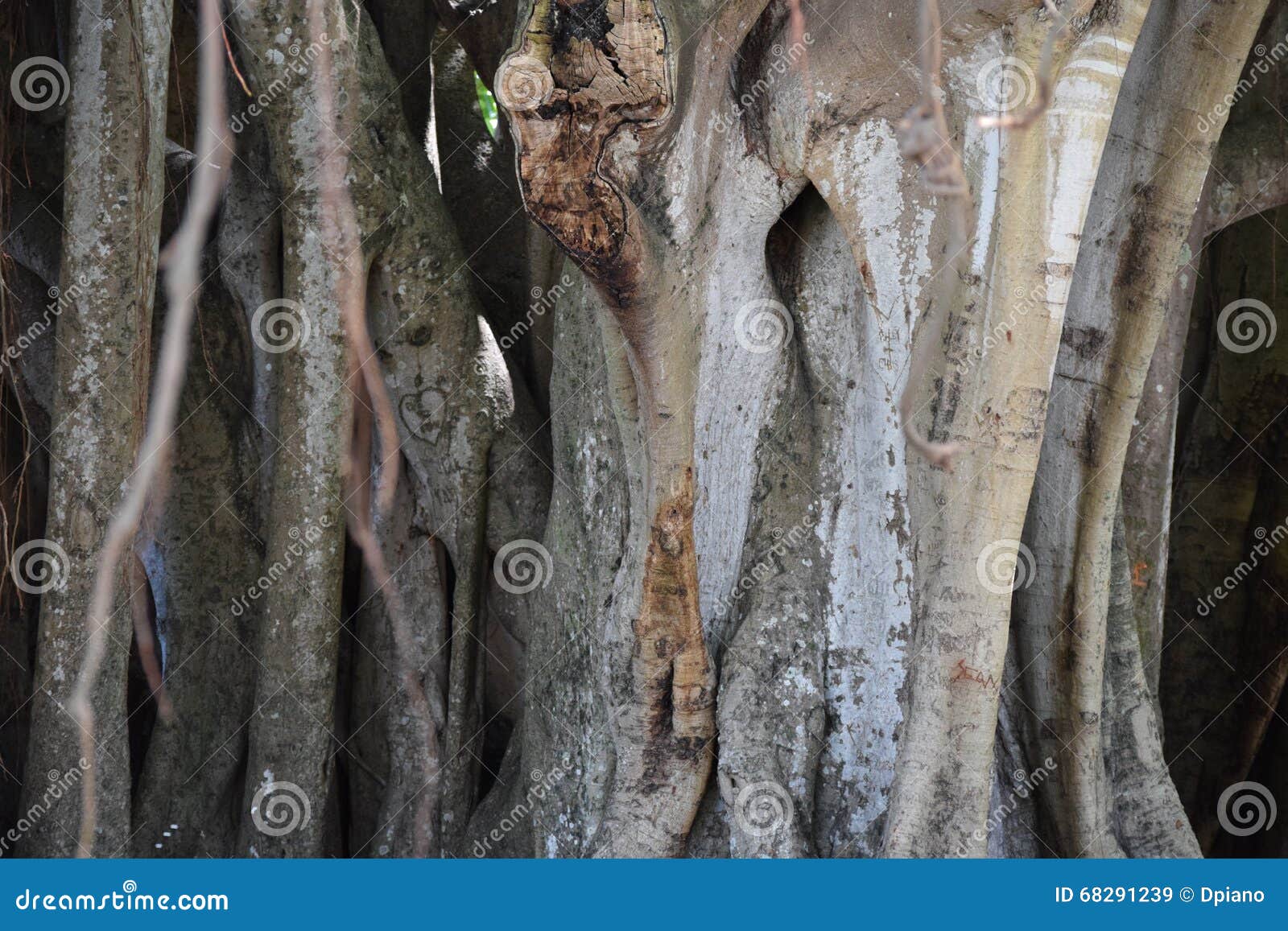 Trees of Florida stock image. Image of gorda, tree, trees - 68291239