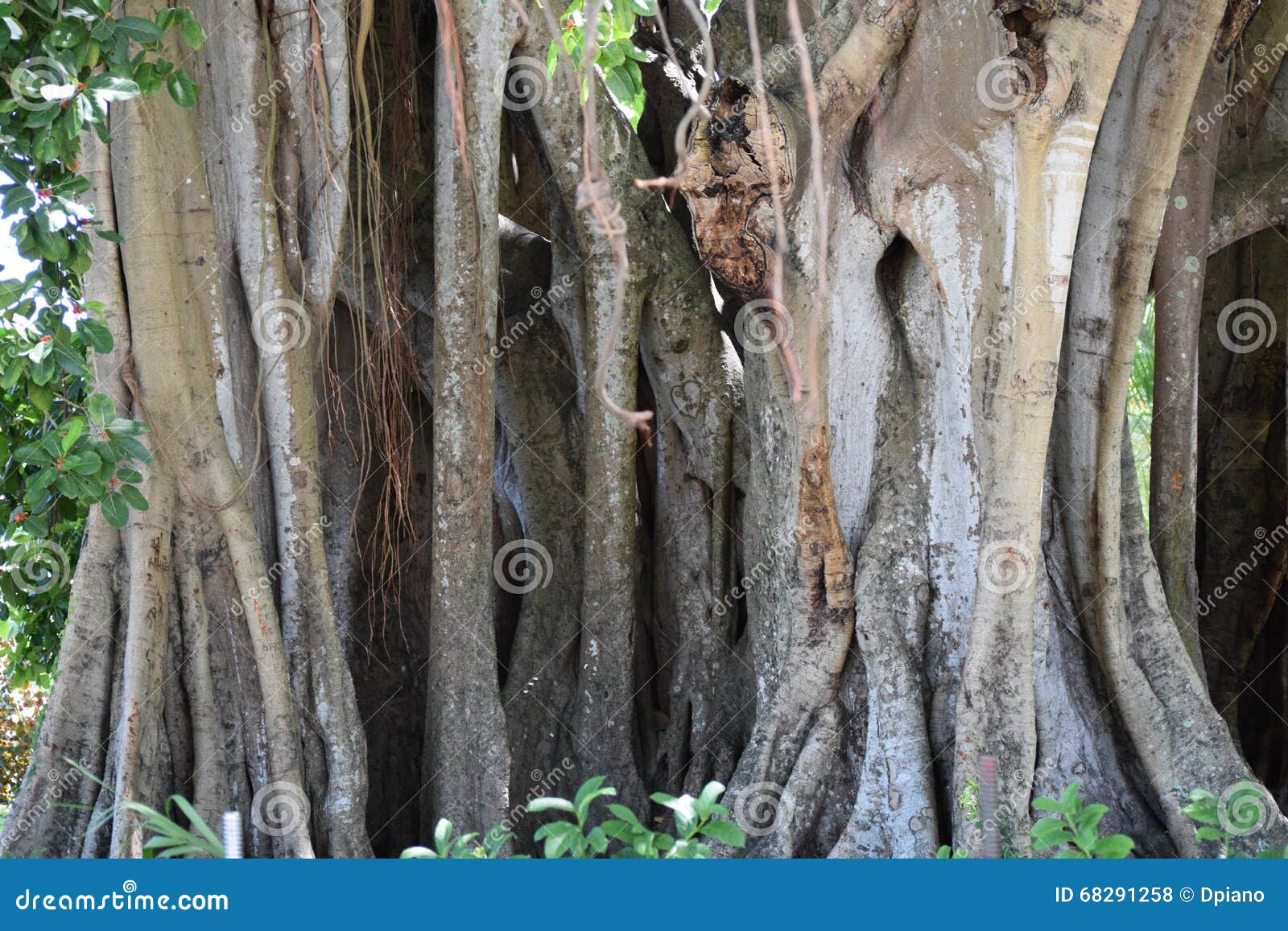 Trees of Florida stock photo. Image of punta, wood, gorda - 68291258