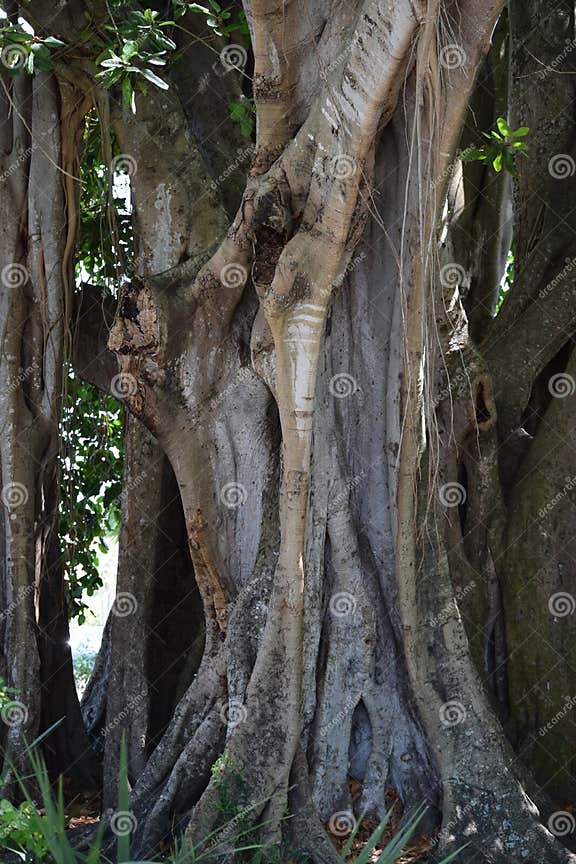 Trees of Florida stock image. Image of close, plant, florida - 68291265