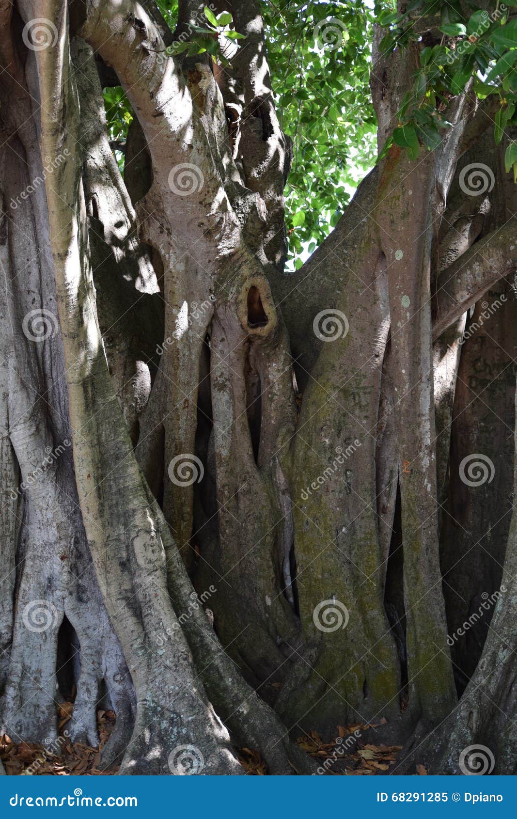Trees of Florida stock image. Image of forest, deciduous - 68291285