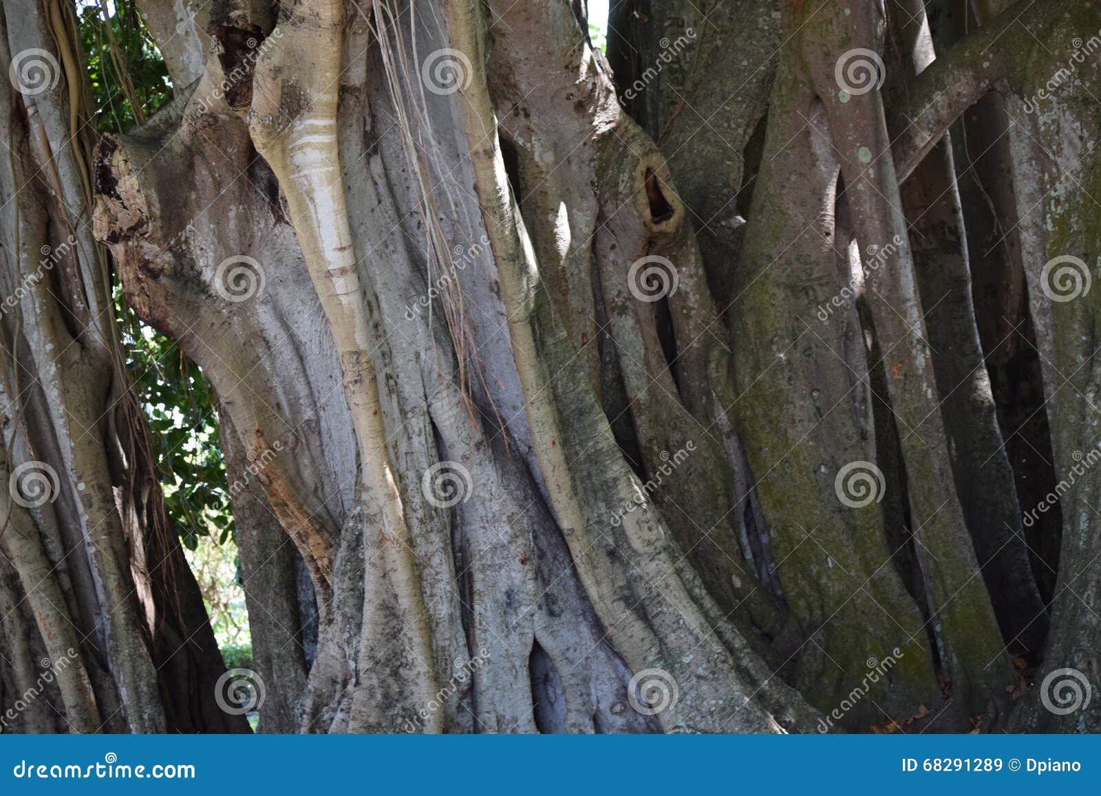Trees of Florida stock image. Image of florida, punta - 68291289