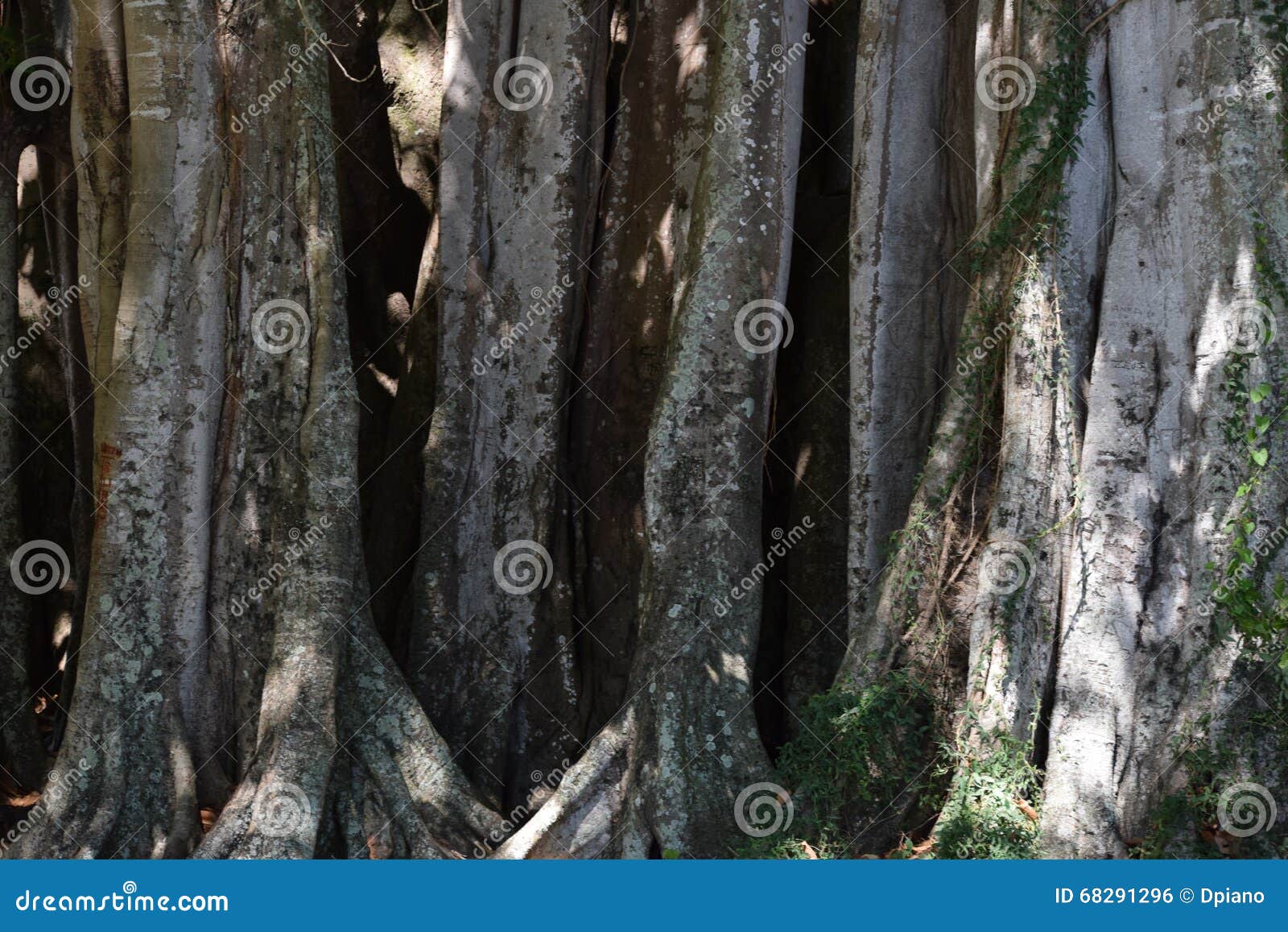 Trees of Florida stock photo. Image of deciduous, close - 68291296