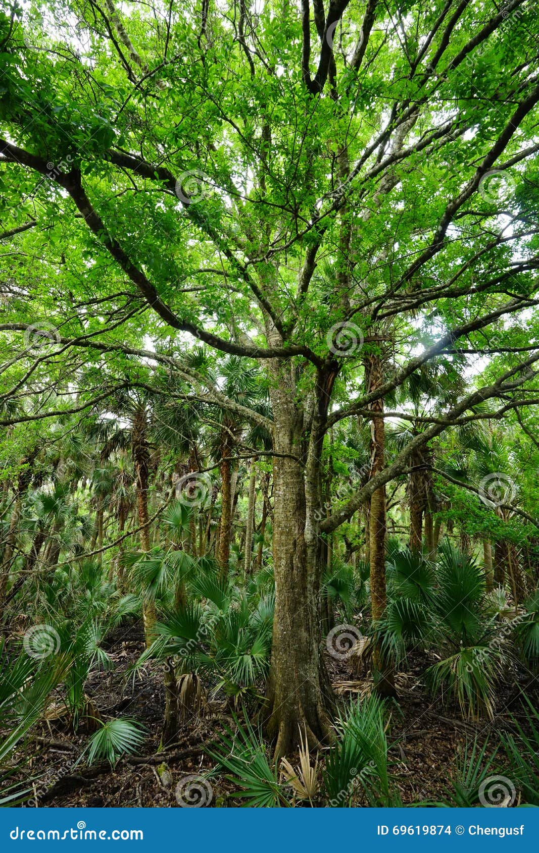Trees in Florida stock photo. Image of colorful, facility - 69619874