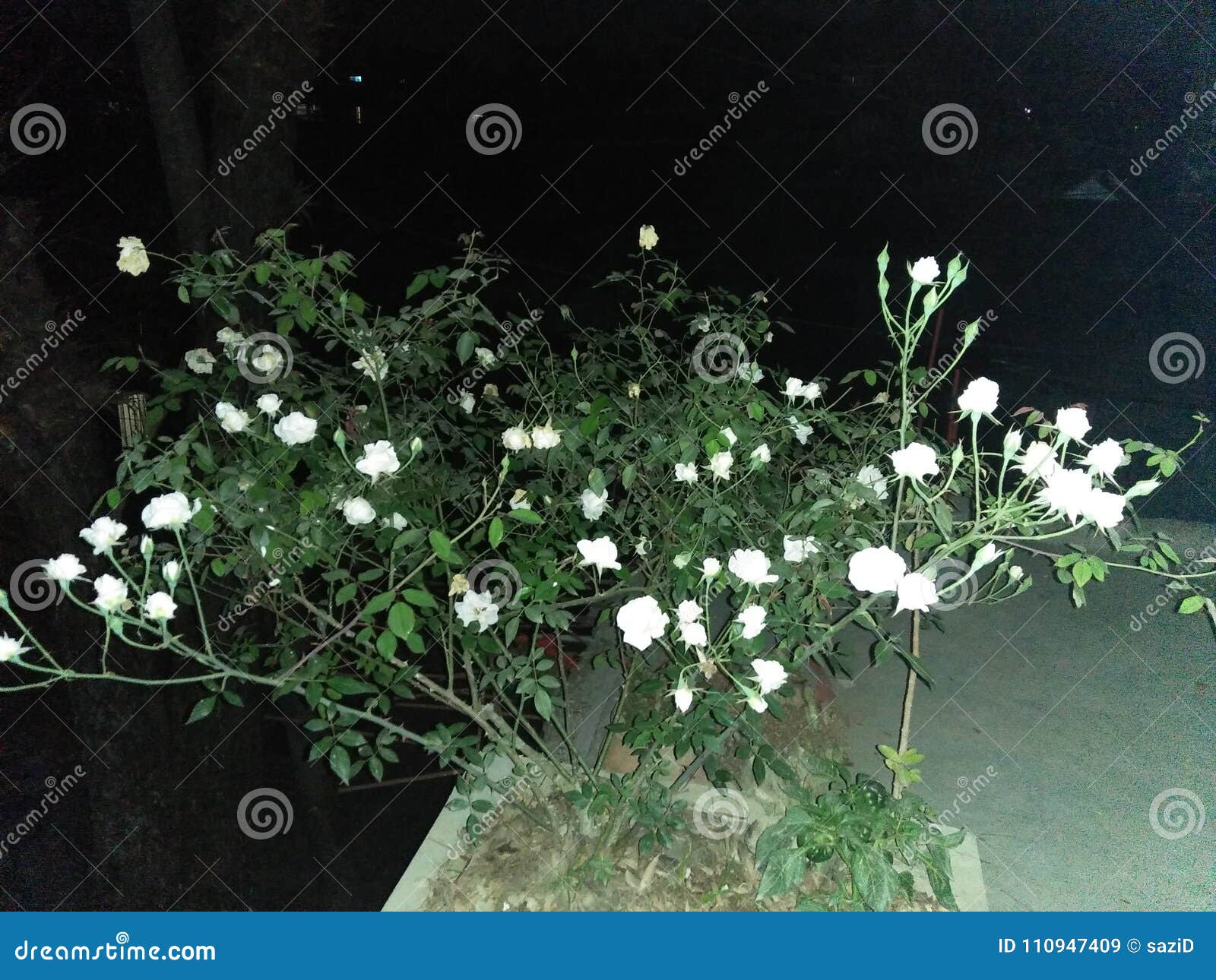 Flowers stock image. Image of poor, flowers - 110947409