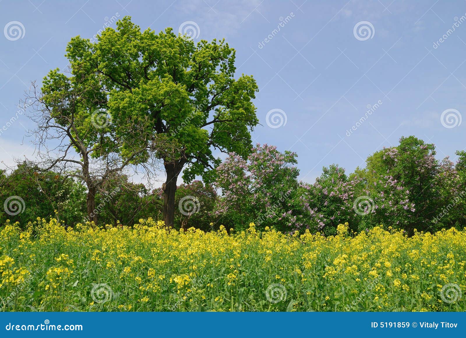 Trees and Flowers in Country Stock Image - Image of rural, colorful ...