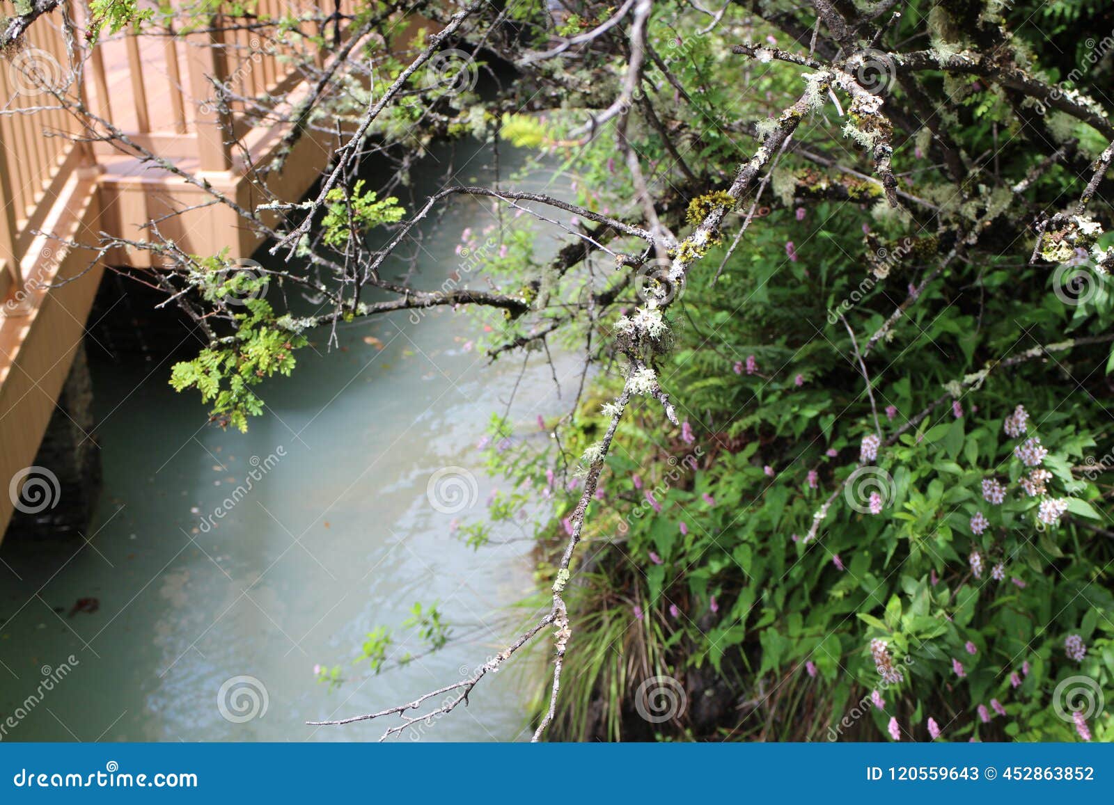 Trees and Flowers by the River Stock Image - Image of wildflowers ...