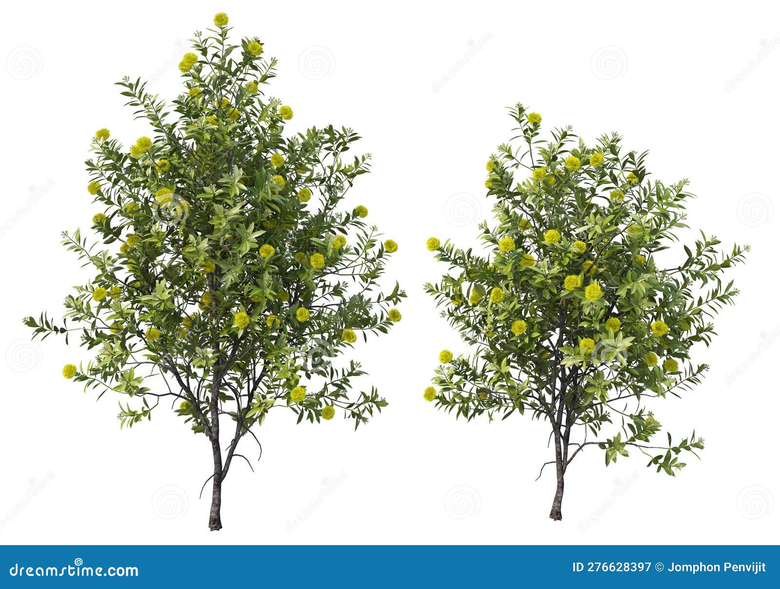 Trees with Flowers on a White Background Stock Illustration ...