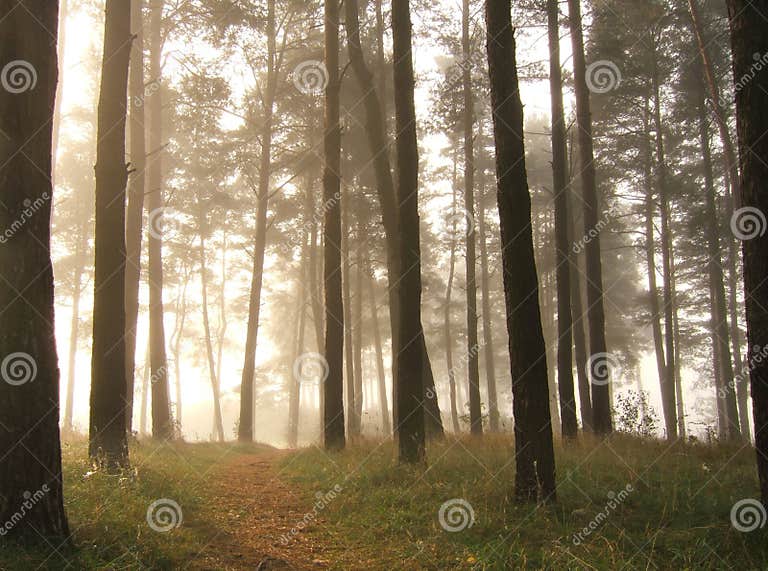 Trees in fog stock image. Image of forest, light, october - 1504159