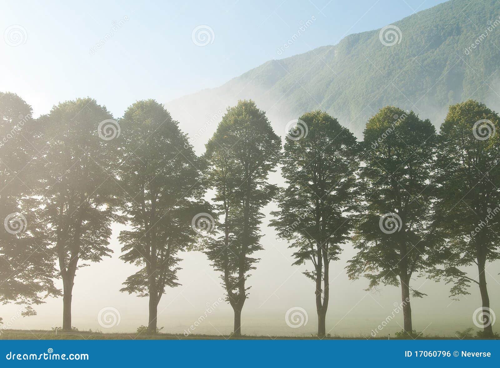Trees and fog stock photo. Image of nature, mist, tree - 17060796