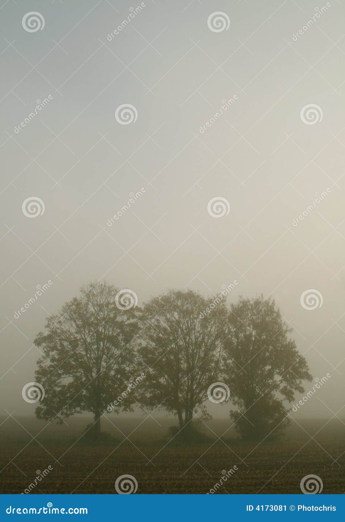 Trees in the fog stock image. Image of humidity, grey - 4173081