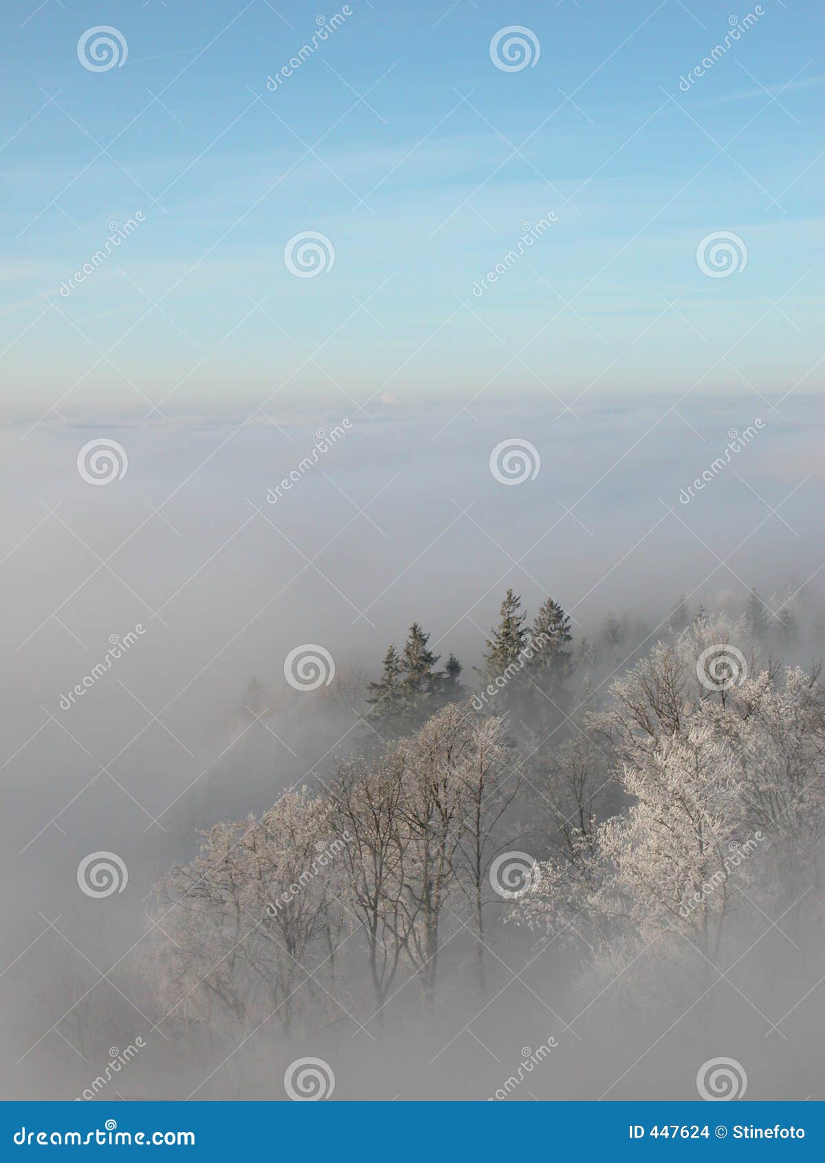 Trees in the fog stock photo. Image of snow, trees, weather - 447624