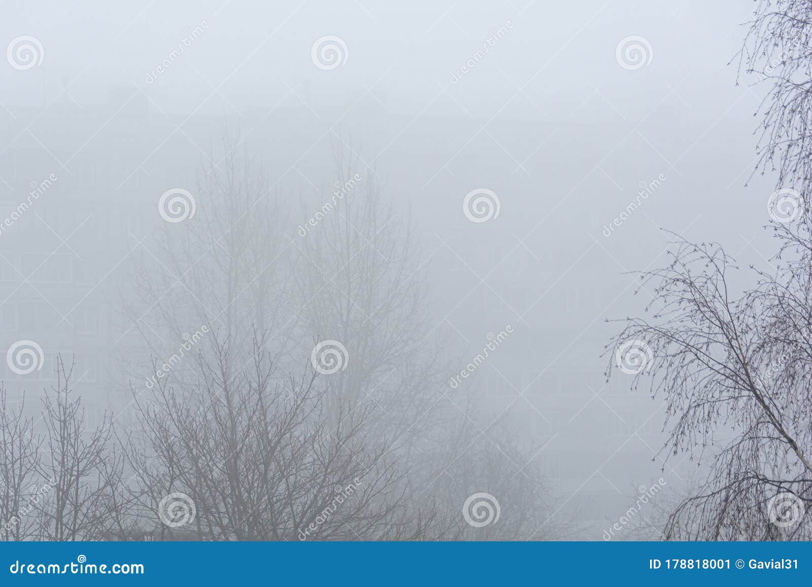 Trees in the Fog. Abstract, Atmospheric Image Stock Image - Image of ...
