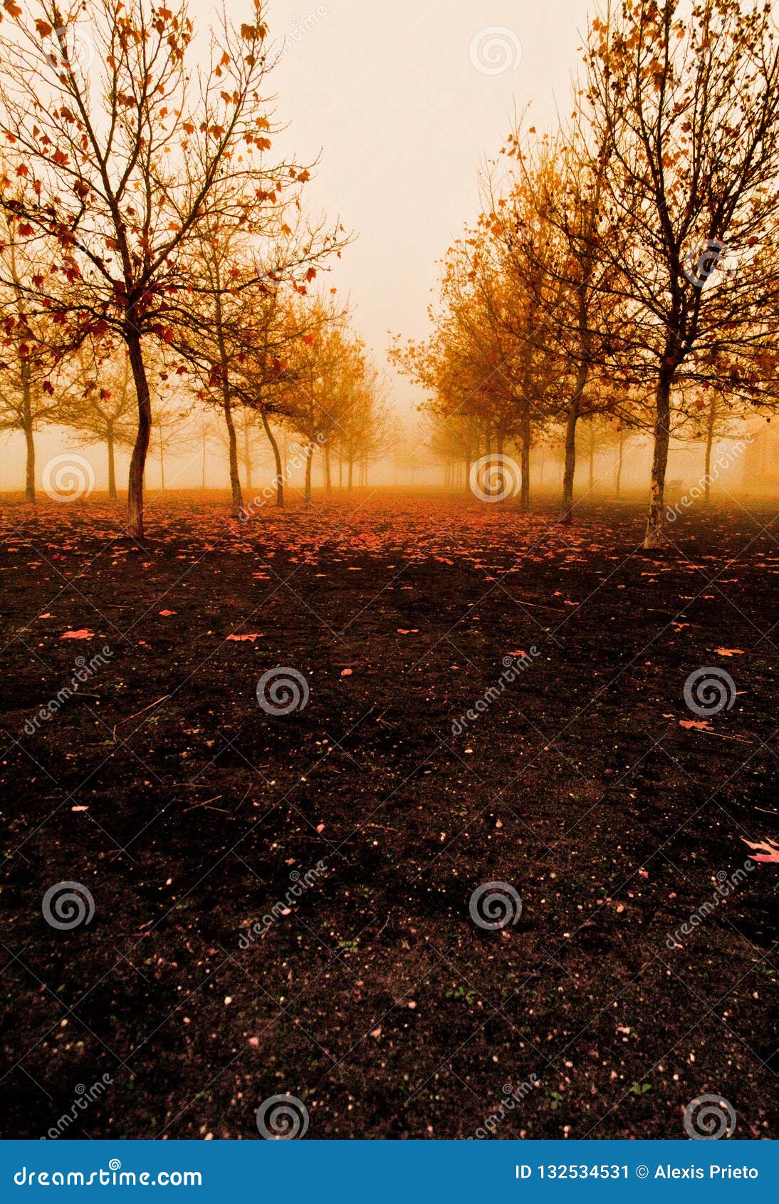 Trees and fog in autumn stock image. Image of deciduous - 132534531