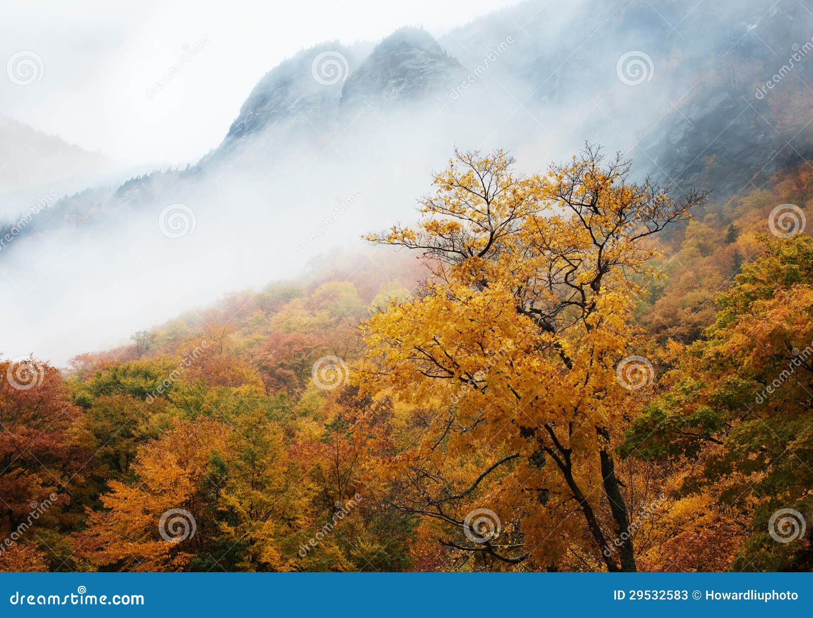 Trees and fog in Autumn stock image. Image of mist, yellow - 29532583