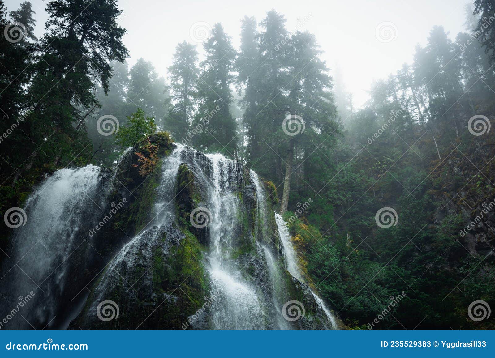 Trees in the Fog at the Bop of Falls Creek Falls Stock Image - Image of ...
