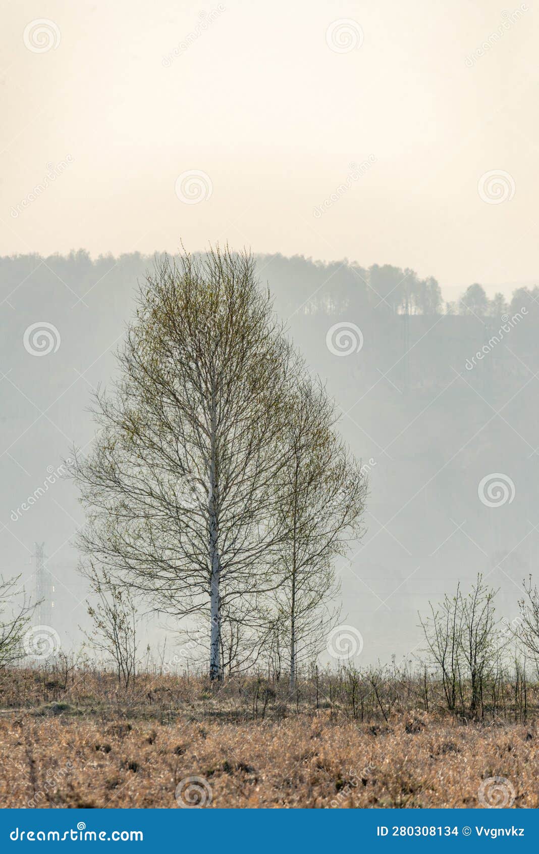 Trees in the Fog in the Field in Early Spring, Nature Series Stock ...