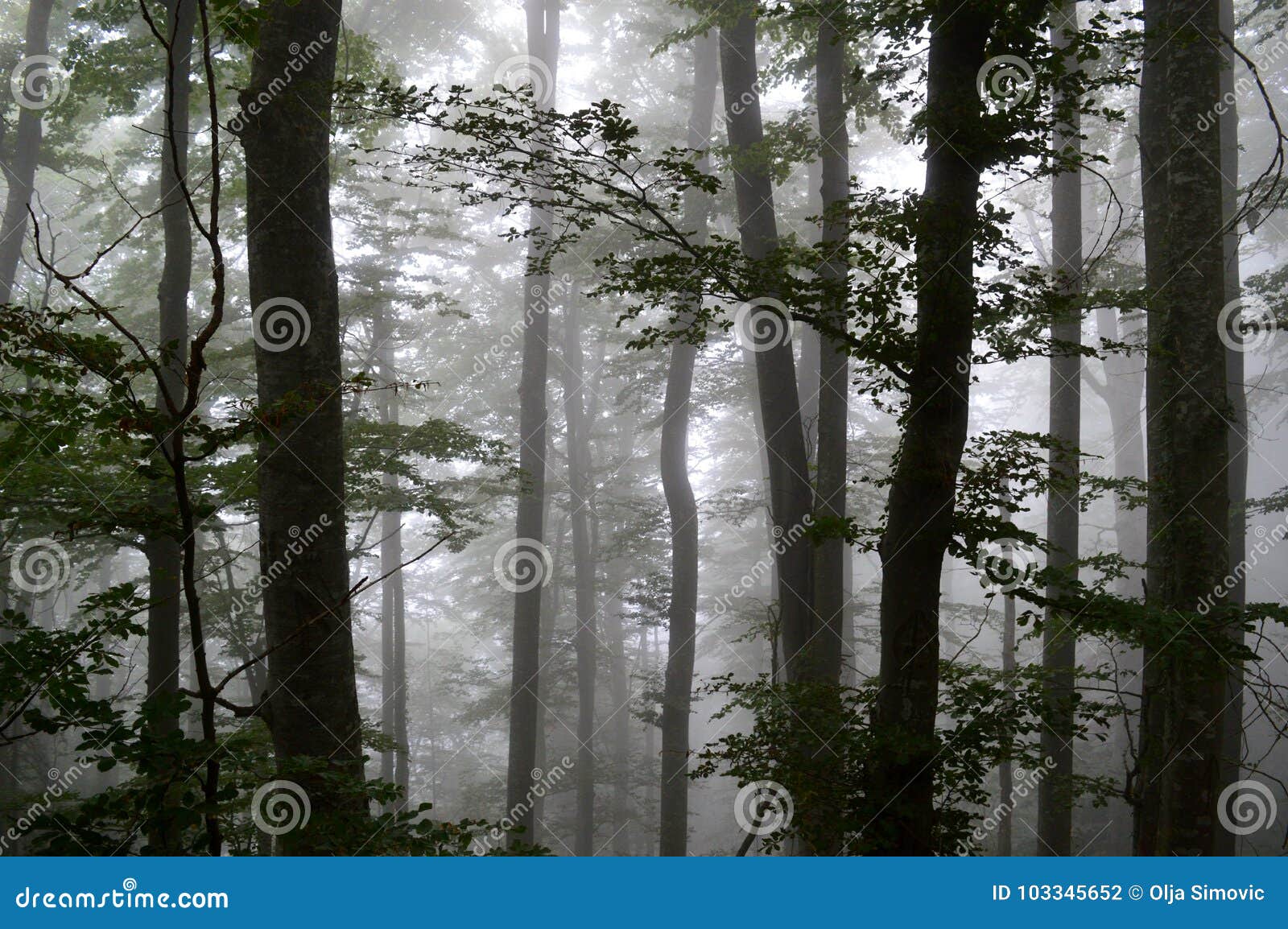 Fog in the forest stock photo. Image of ecosystem, leaf - 103345652