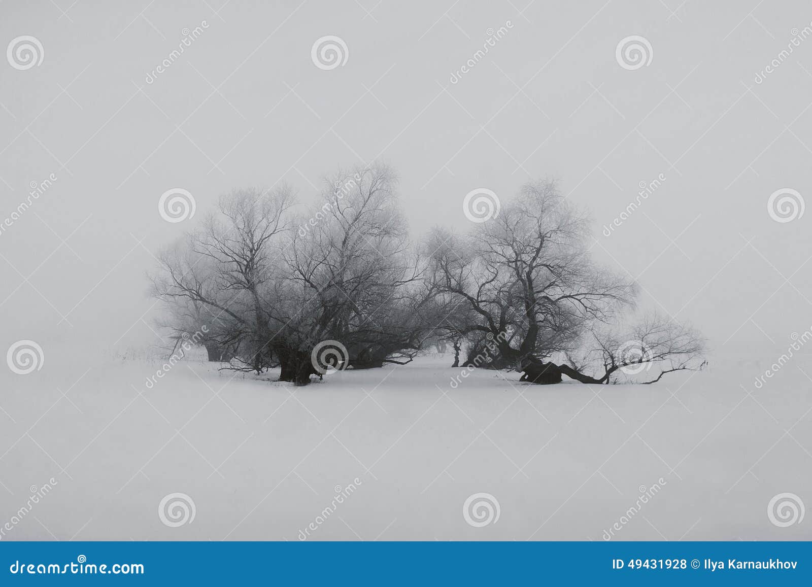 Trees in fog stock photo. Image of winter, snow, season - 49431928