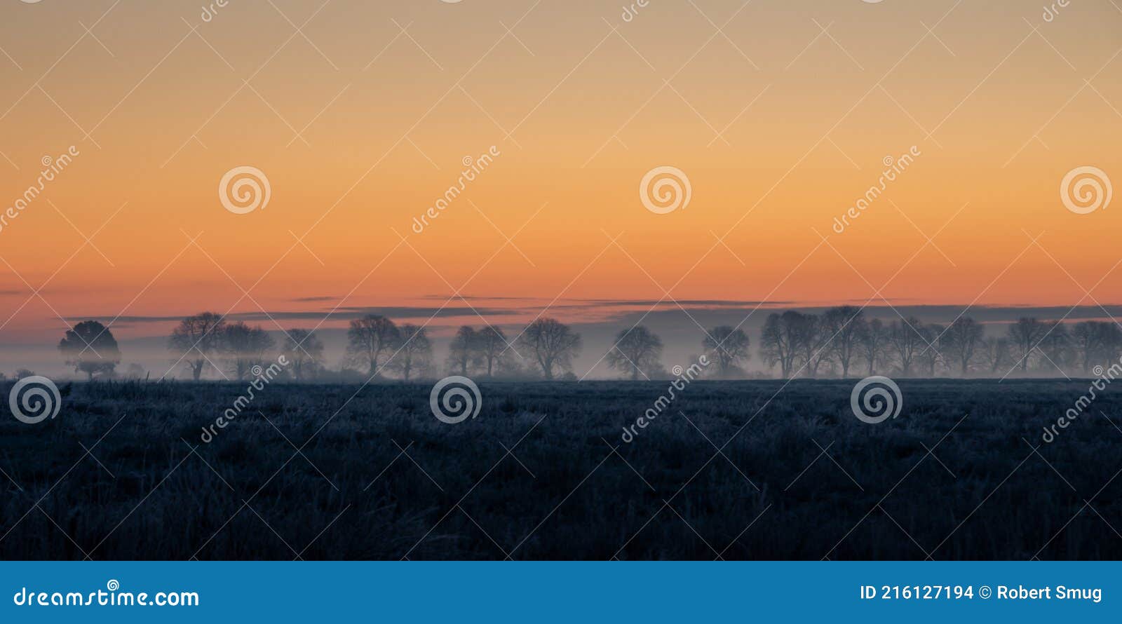 Trees in Fog Growing in a Row Stock Photo - Image of travel, scene ...