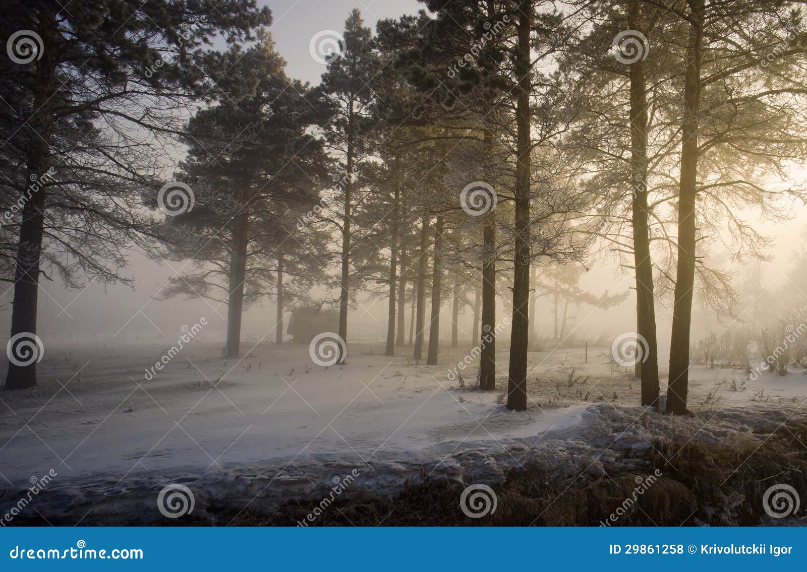 Trees in the fog stock photo. Image of trunk, dawn, trees - 29861258