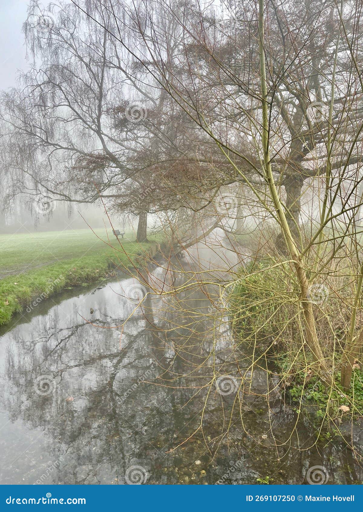 Trees in fog by the river stock photo. Image of countryside - 269107250