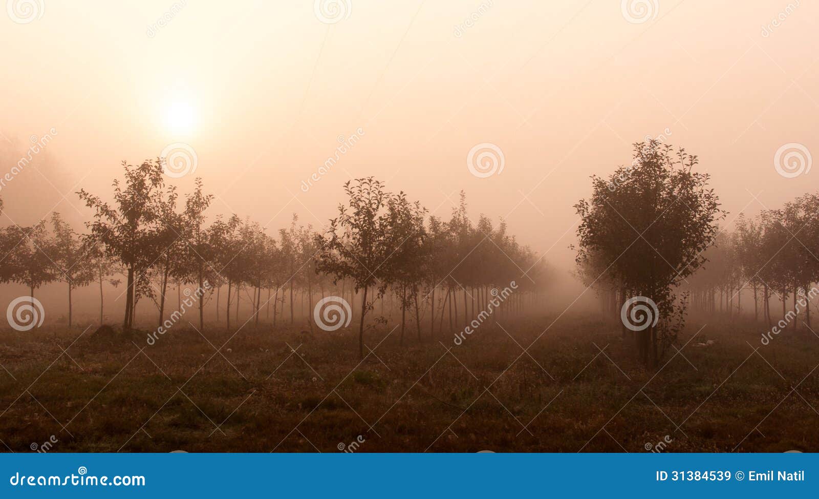 Trees in the fog stock image. Image of tree, sunset, mystical - 31384539