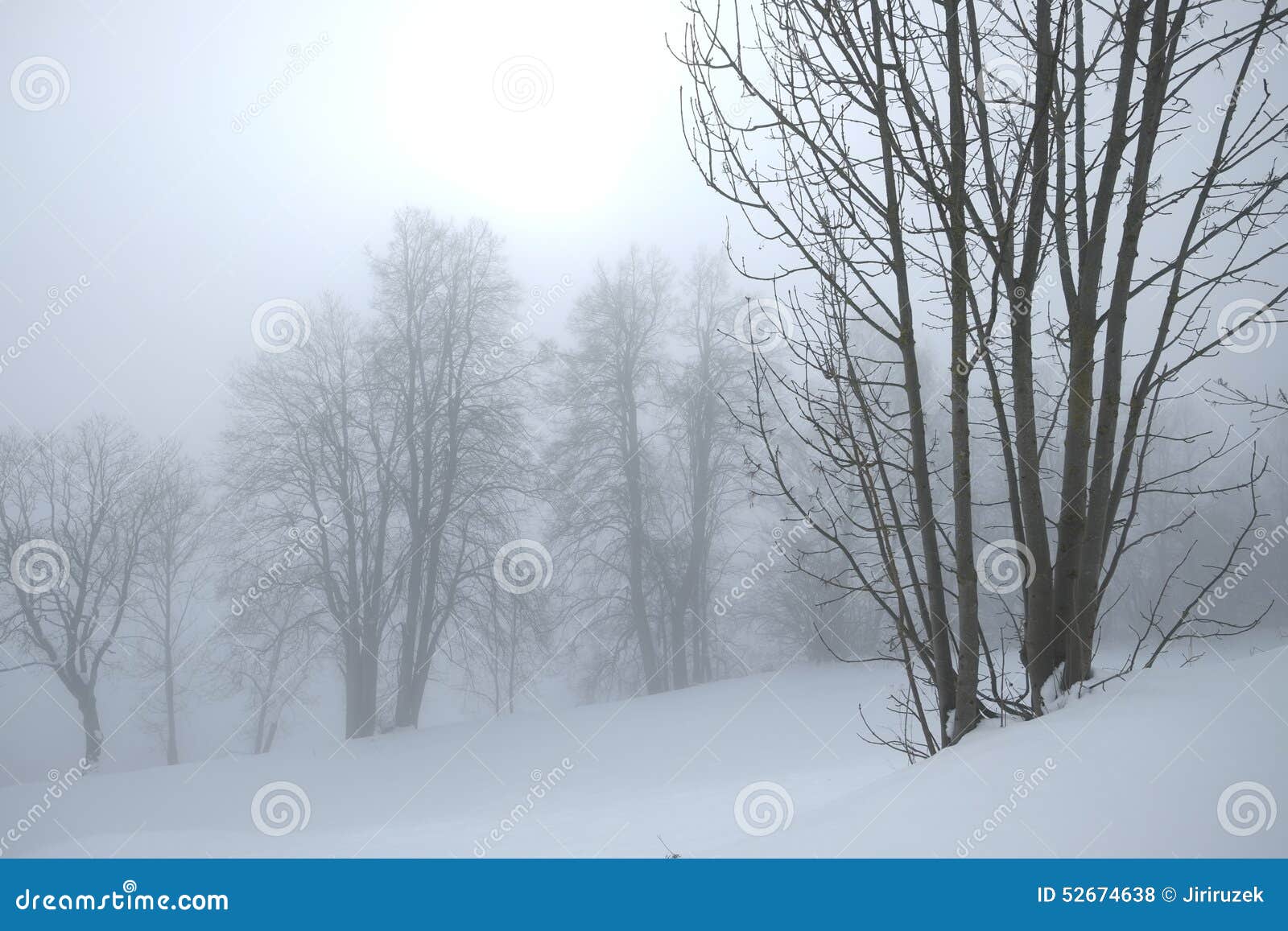 Trees in fog stock photo. Image of trees, foggy, tree - 52674638