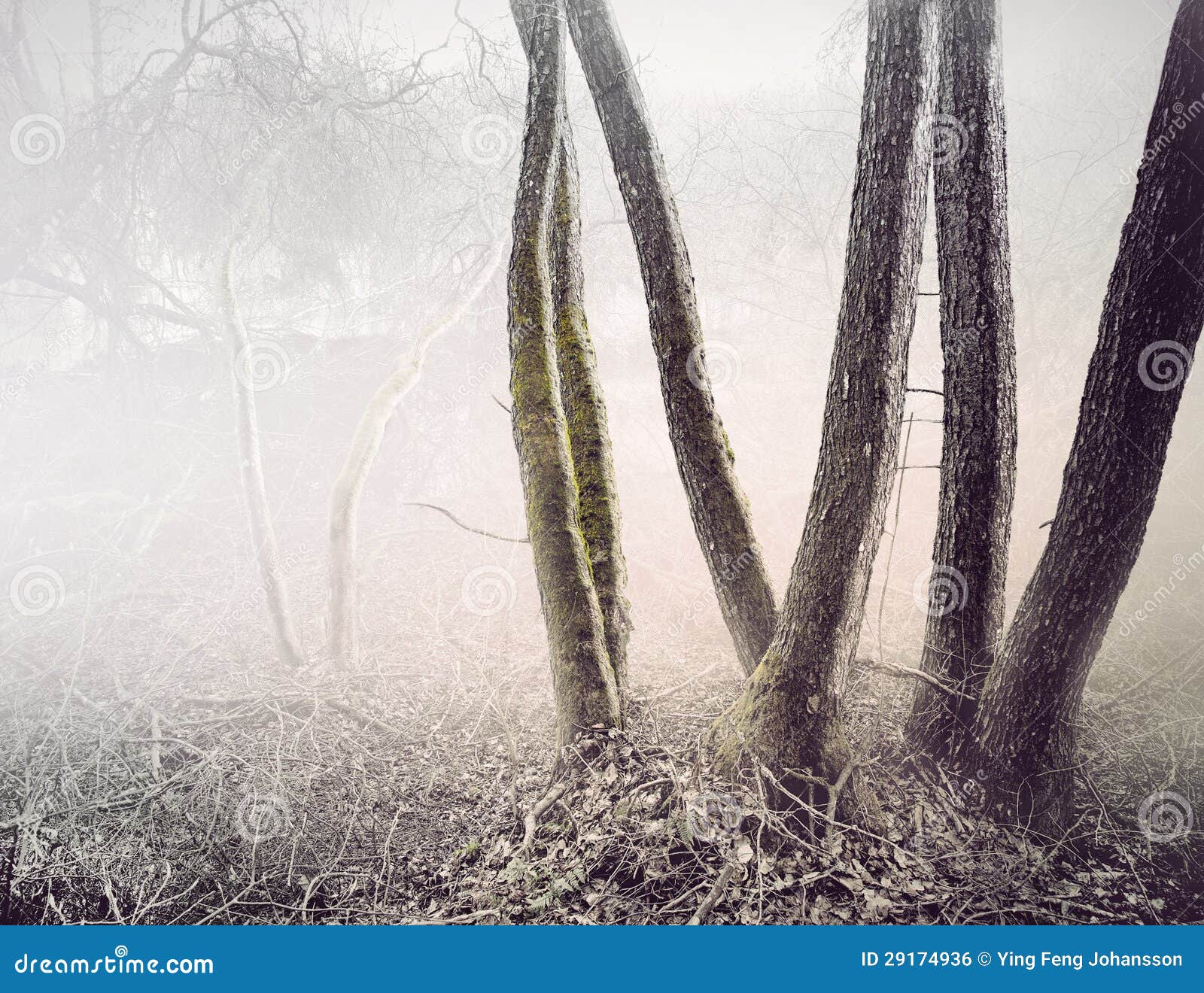 Trees in foggy swamp stock photo. Image of misty, environment - 29174936