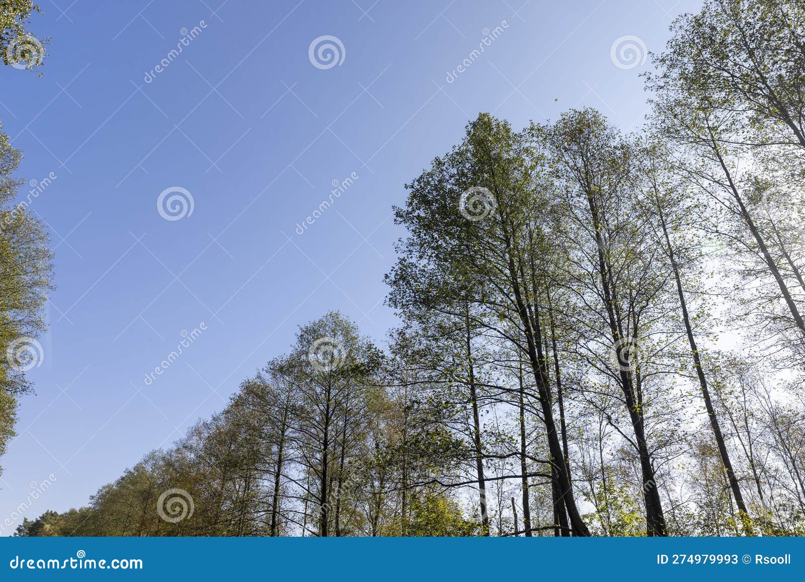 Trees with Foliage Falling in Autumn Against the Blue Sky Stock Image ...