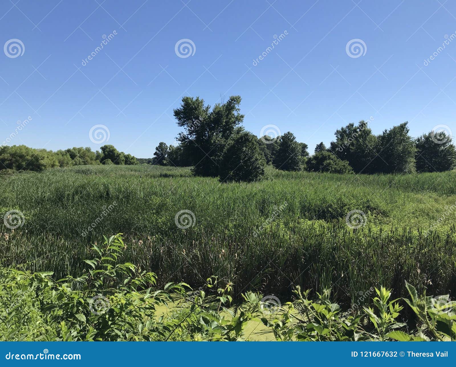 Foliage at park stock photo. Image of foliage, park - 121667632