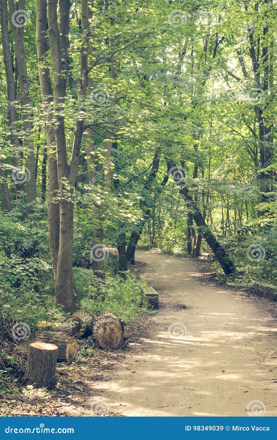 Trees and footpath stock image. Image of outdoor, green - 98349039
